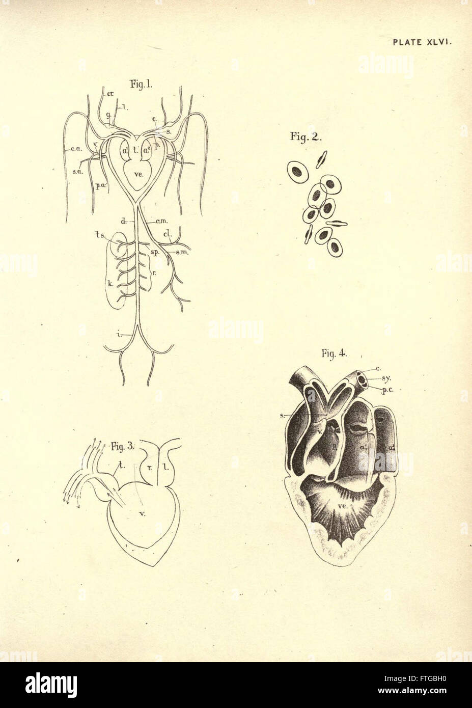 A zoological illustration plate showcasing various animal species ...