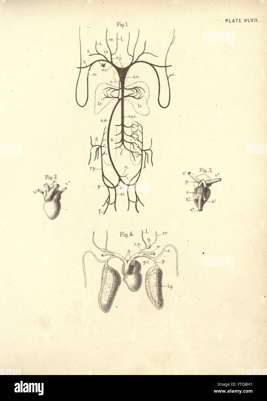 'Illustrations of Zoology' features detailed illustrations of various ...