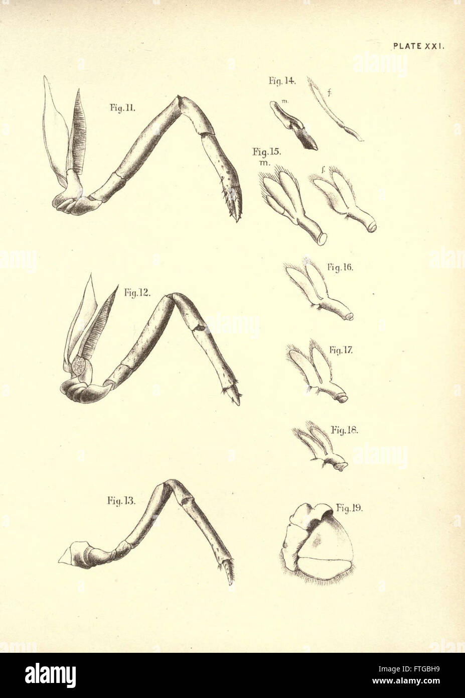 A zoological work featuring illustrations of animal species, as seen in ...