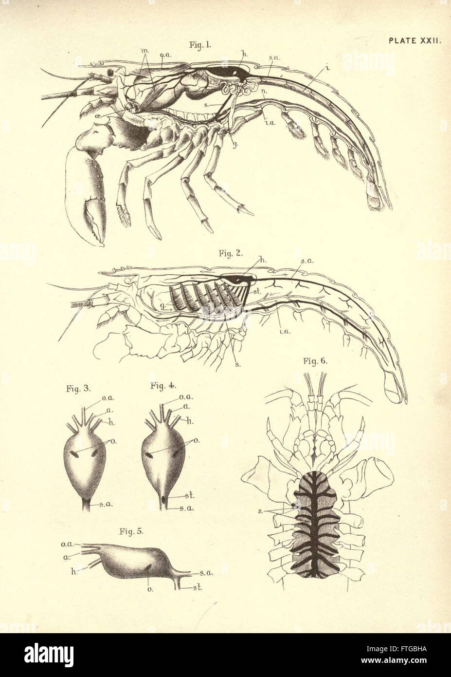 A plate from a zoological illustration series, depicting various ...