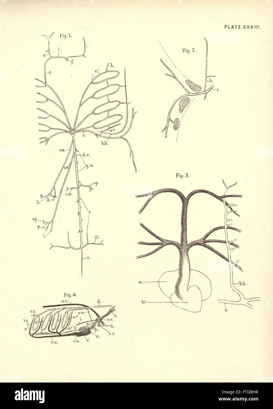 An illustrated work on zoology featuring detailed plates, with emphasis ...