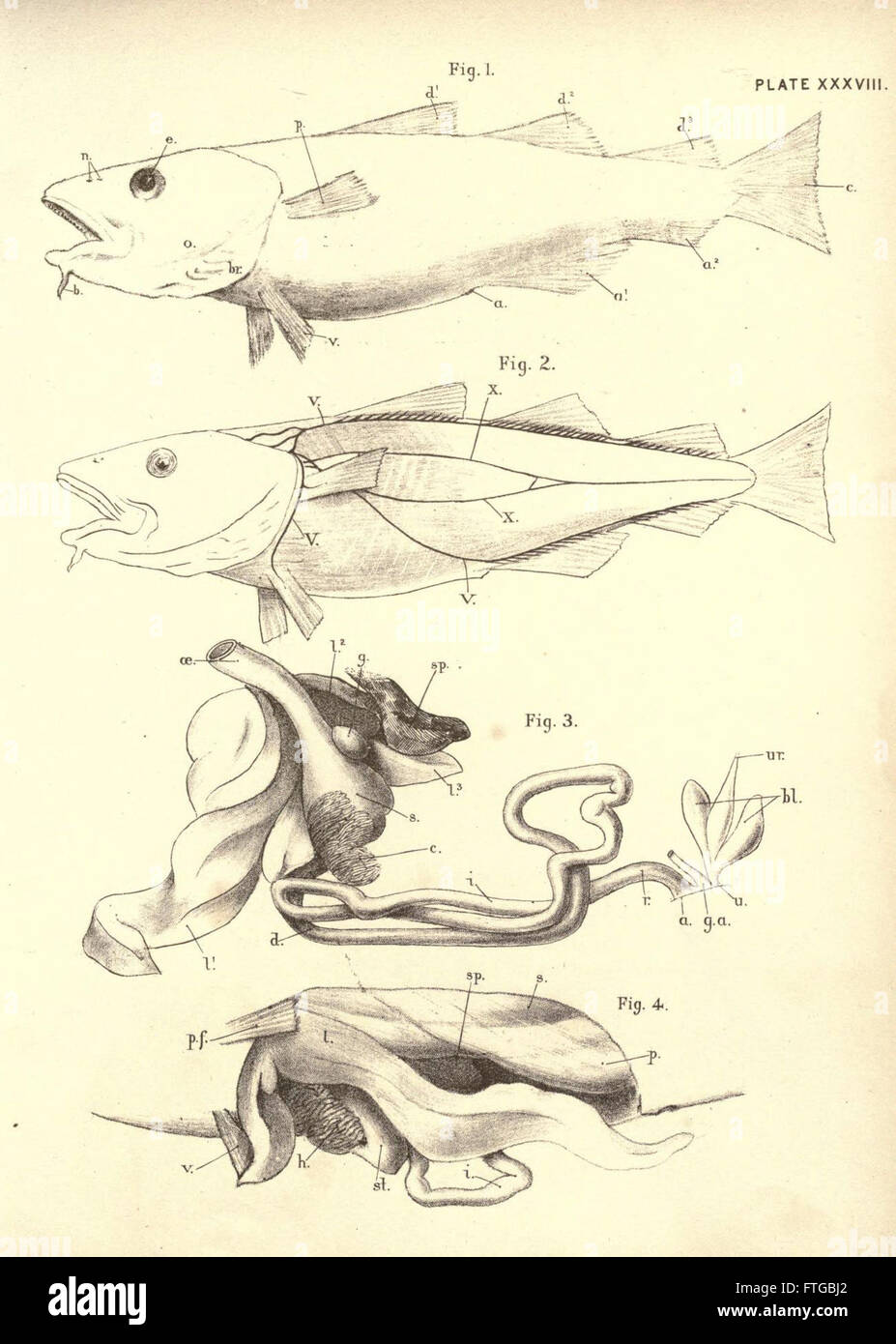'Illustrations of Zoology' features scientifically accurate depictions ...