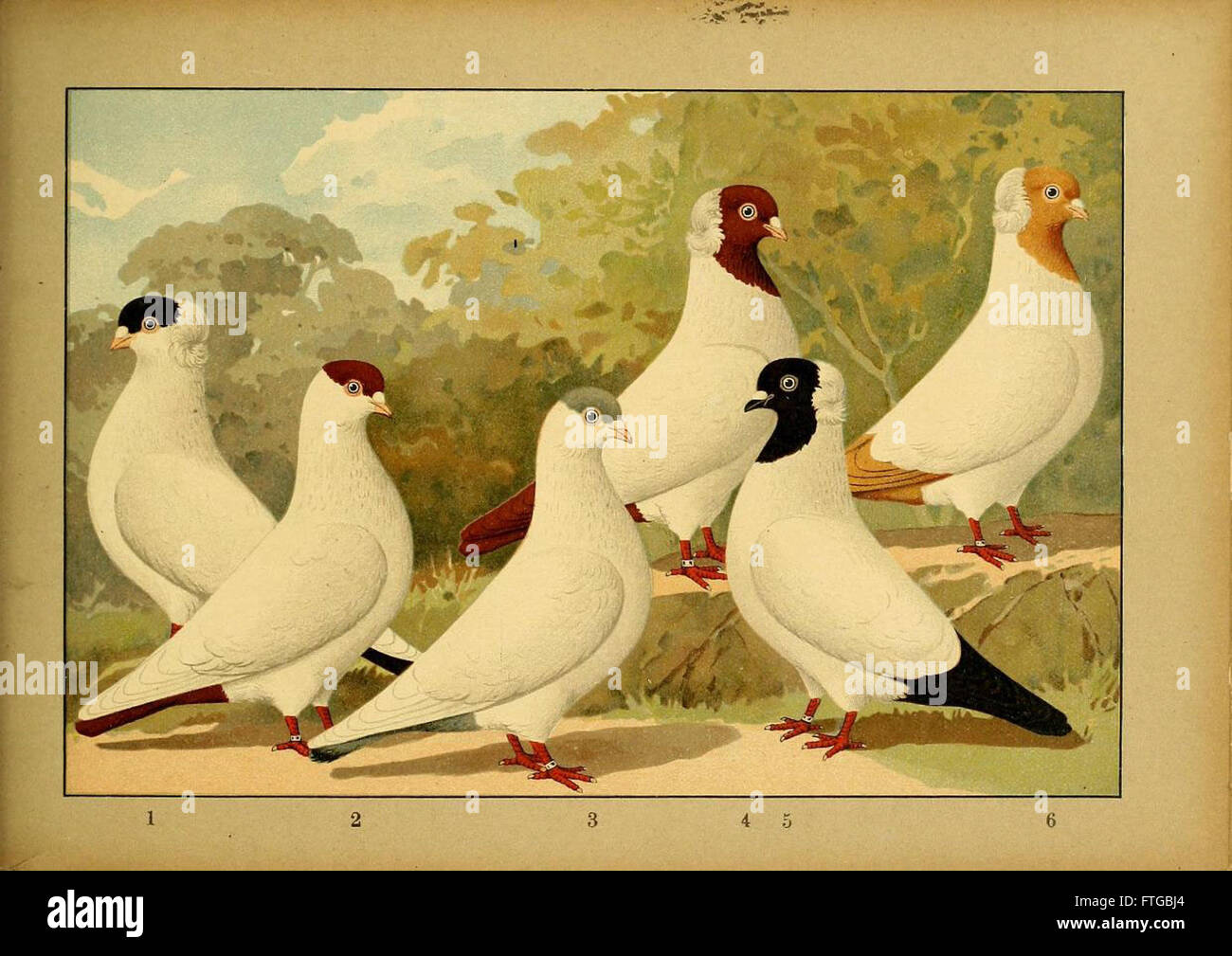 This illustrated work on pigeon breeds (Plate 91) showcases various ...