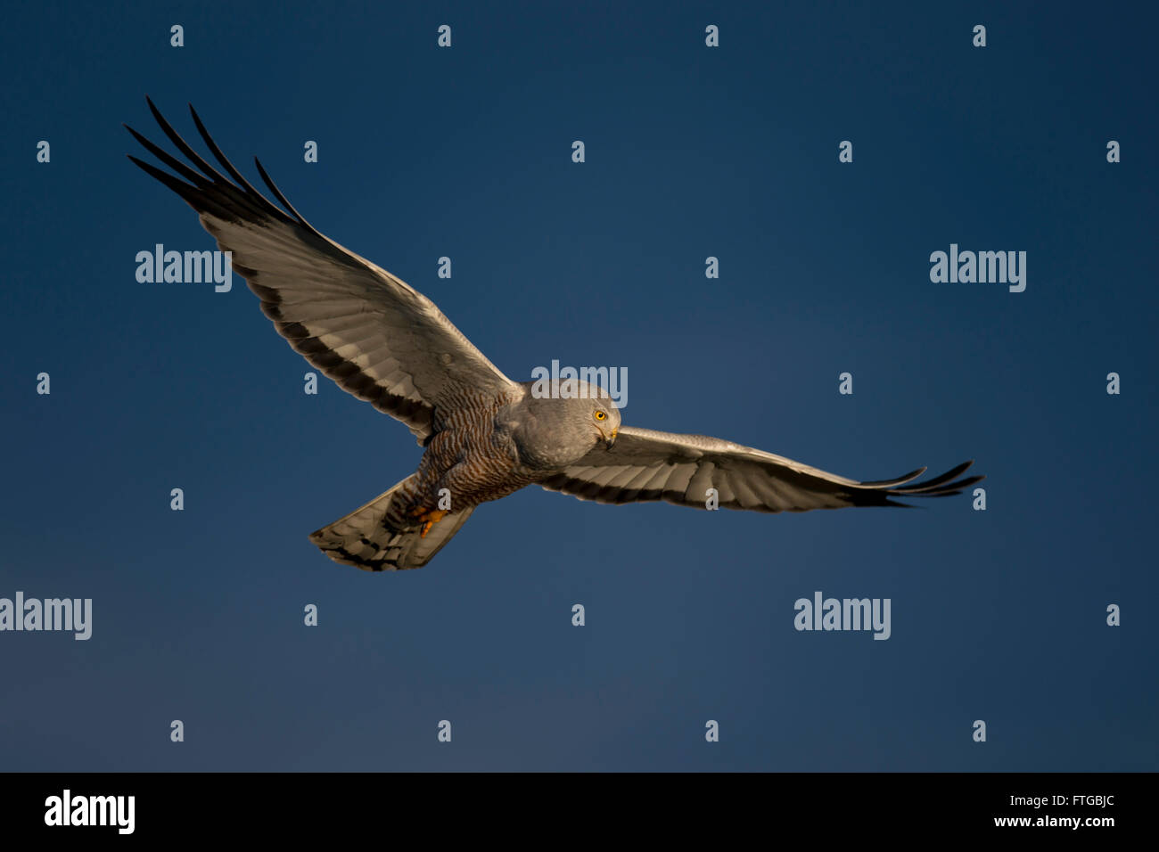 Harrier hunter hi-res stock photography and images - Alamy