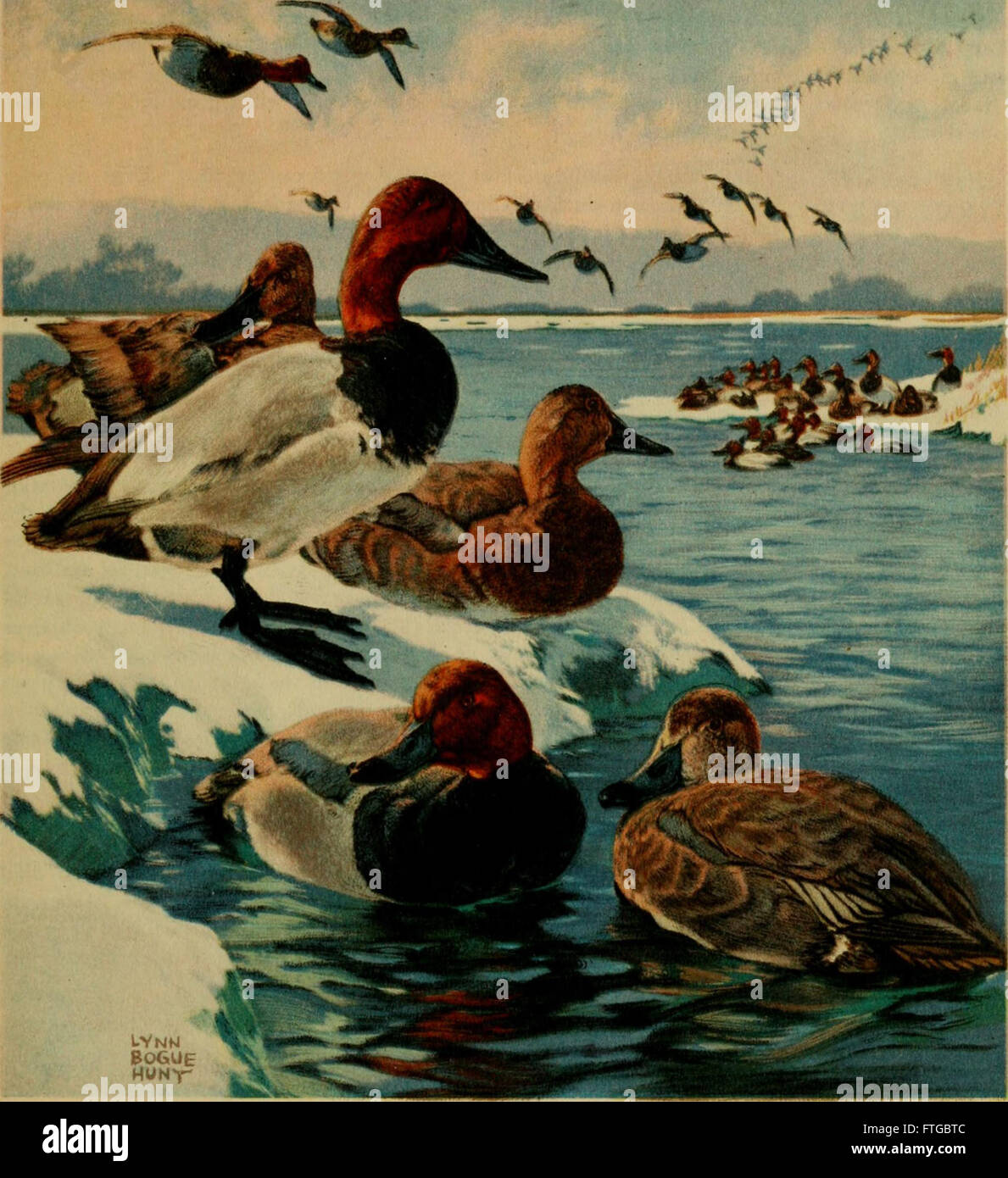 Habits of hunting hi-res stock photography and images - Alamy