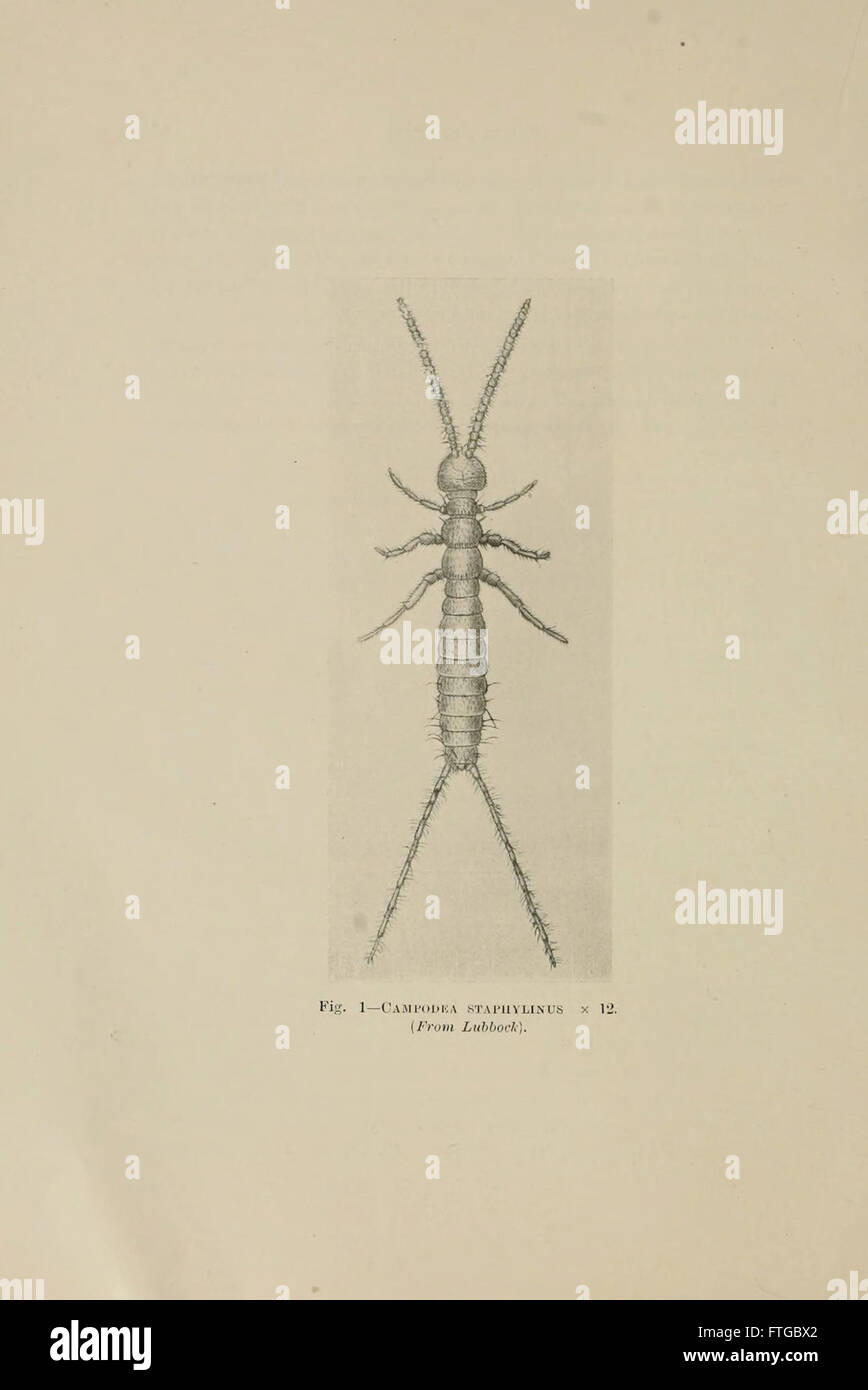 'Indian Insect Life' (Page 42) examines the diverse insect species of ...