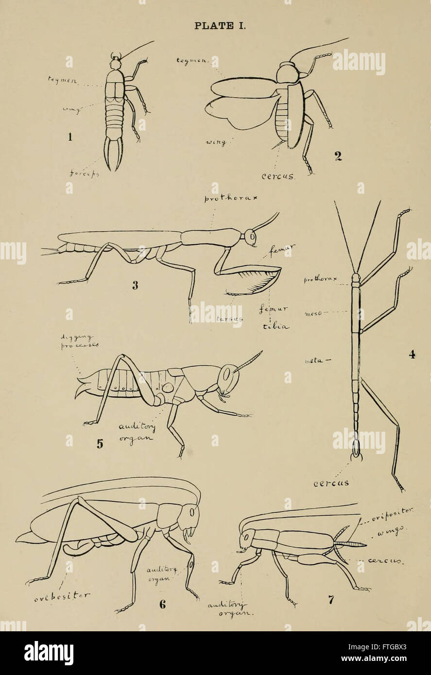'Indian Insect Life (Plate I)' provides a detailed study of the diverse ...