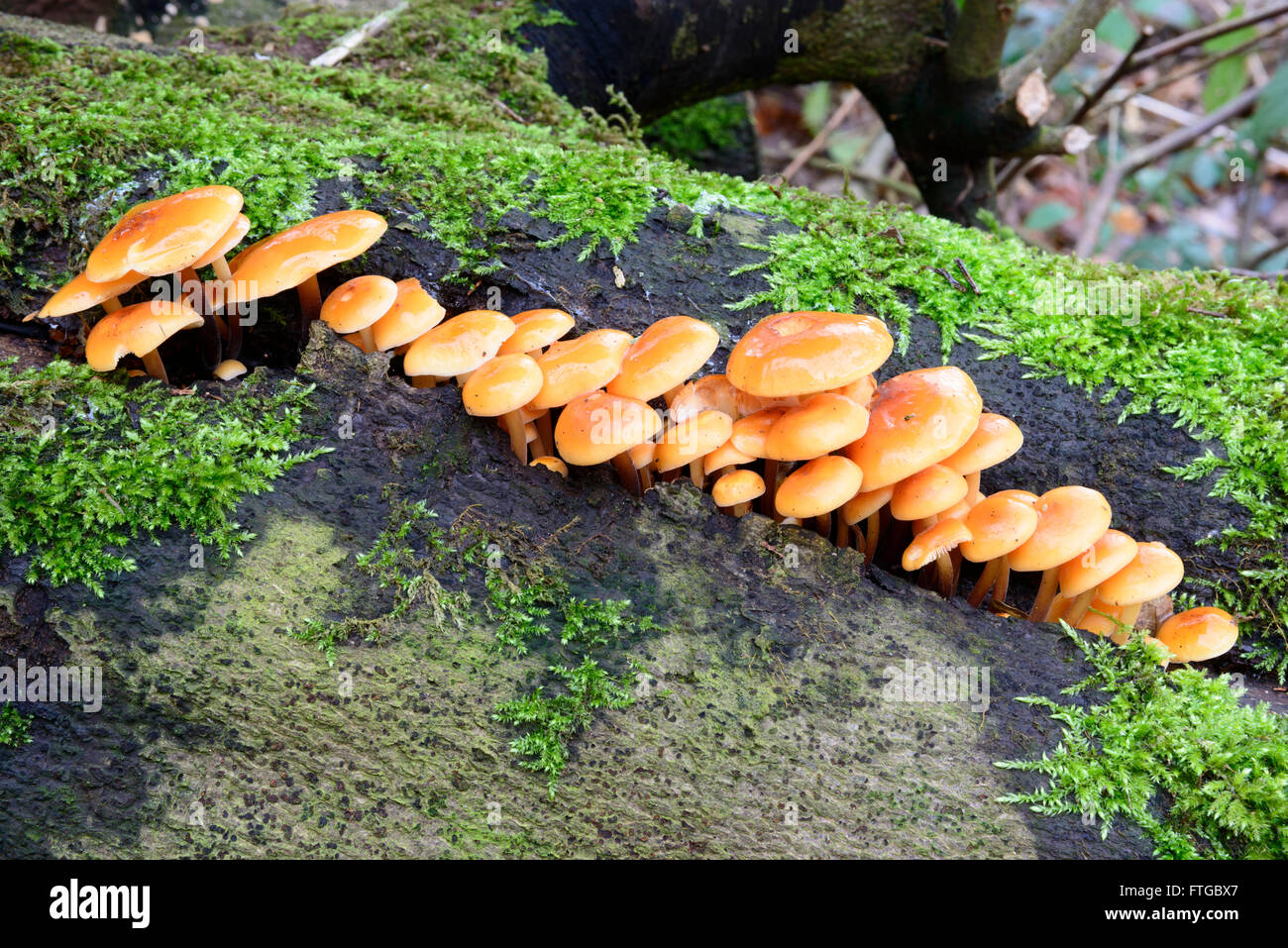 Velvet Shank (Flammulina velutipes) fungi Stock Photo - Alamy