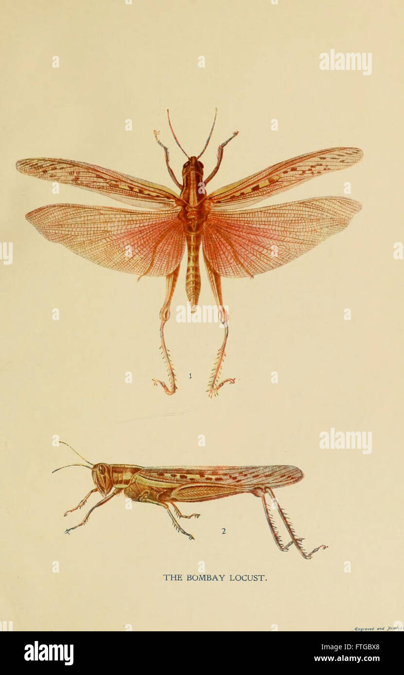 This plate features detailed depictions of various insect species ...