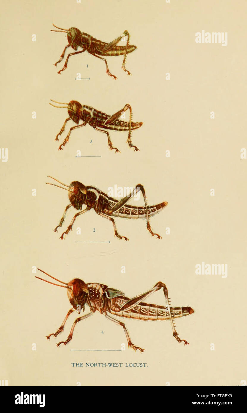 An illustration from 'Indian Insect Life,' showcasing various insect ...