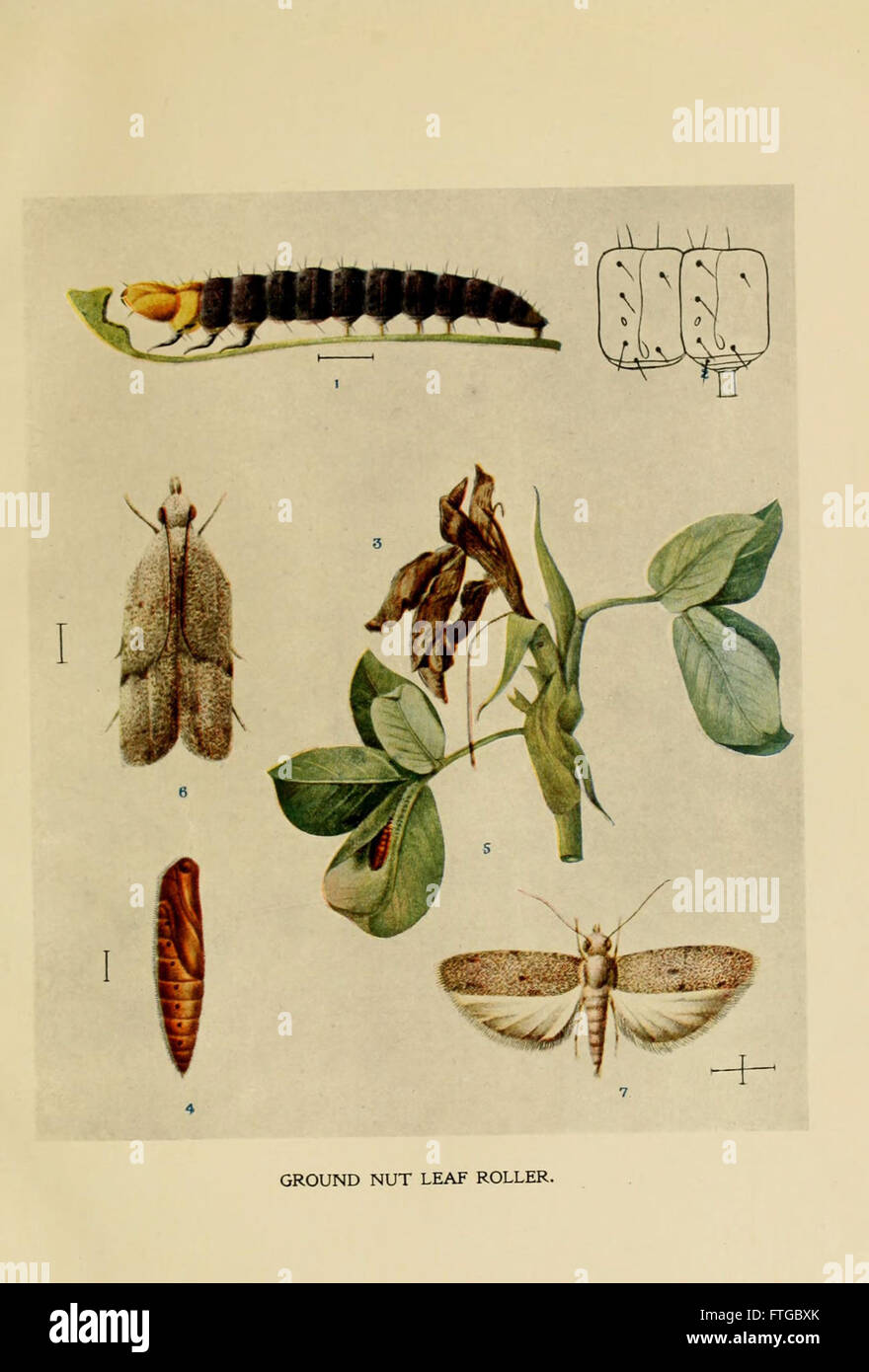 Indian insects hi-res stock photography and images - Alamy