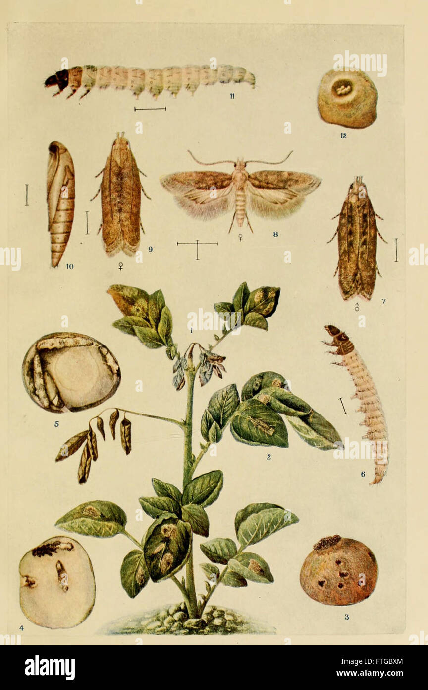 An illustration from a series on India's insect life, depicting native ...