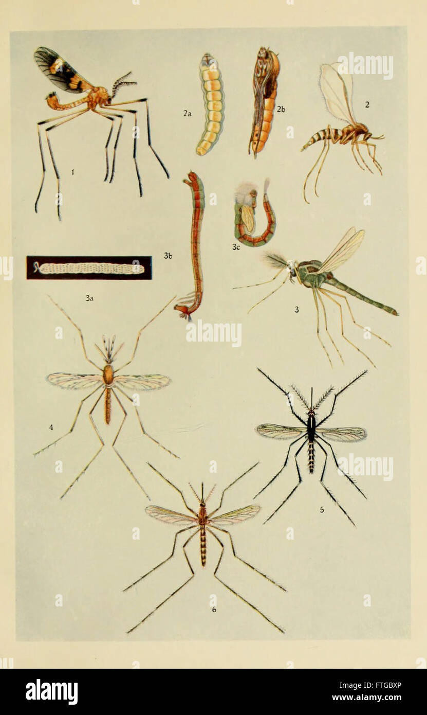 *Indian Insect Life* (Plate LX) features detailed illustrations of ...