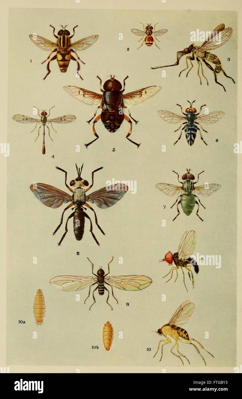 This plate from 'Indian Insect Life' illustrates various species of ...