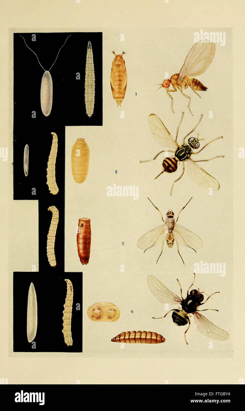 This plate from *Indian Insect Life* showcases various insect species ...