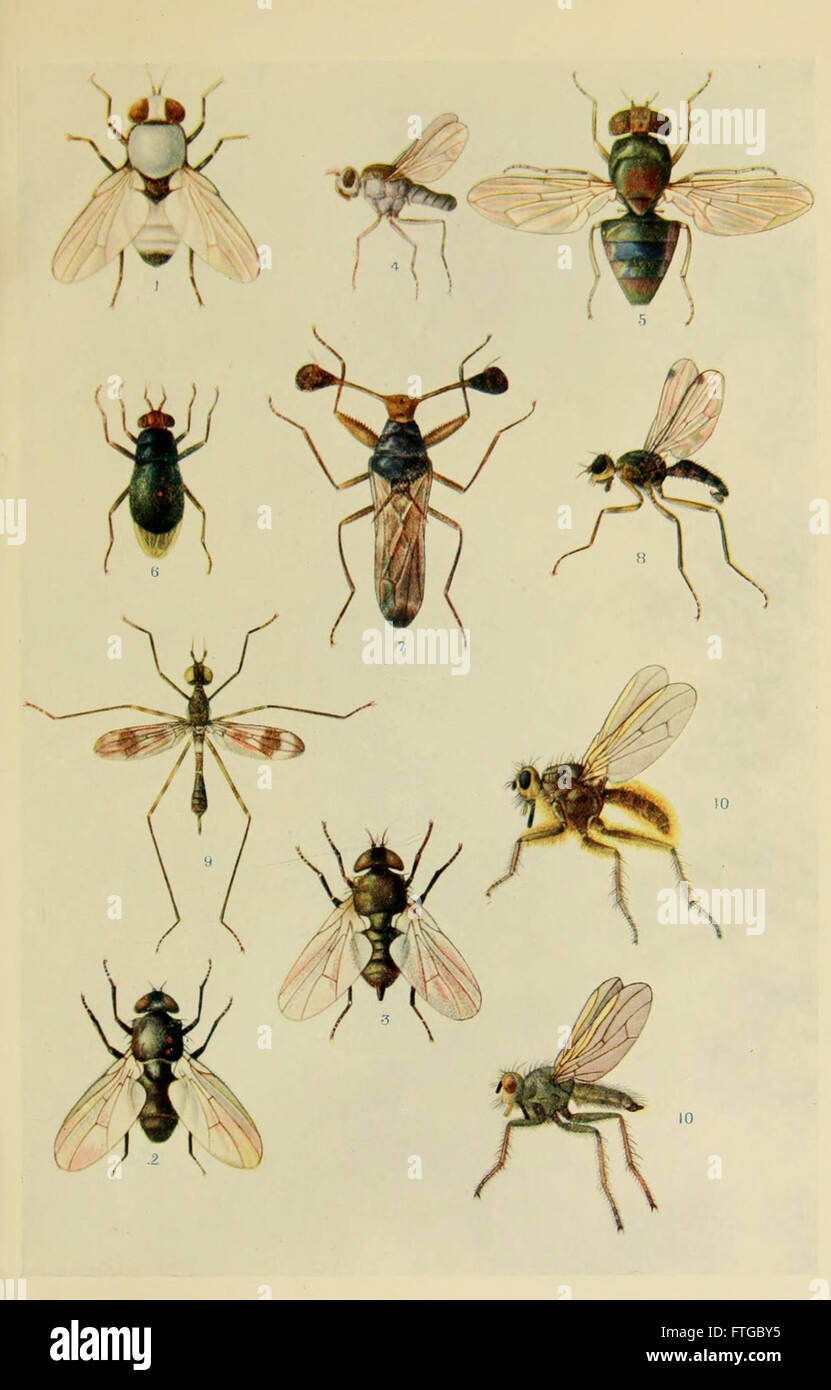 Insects physical traits hi-res stock photography and images - Alamy