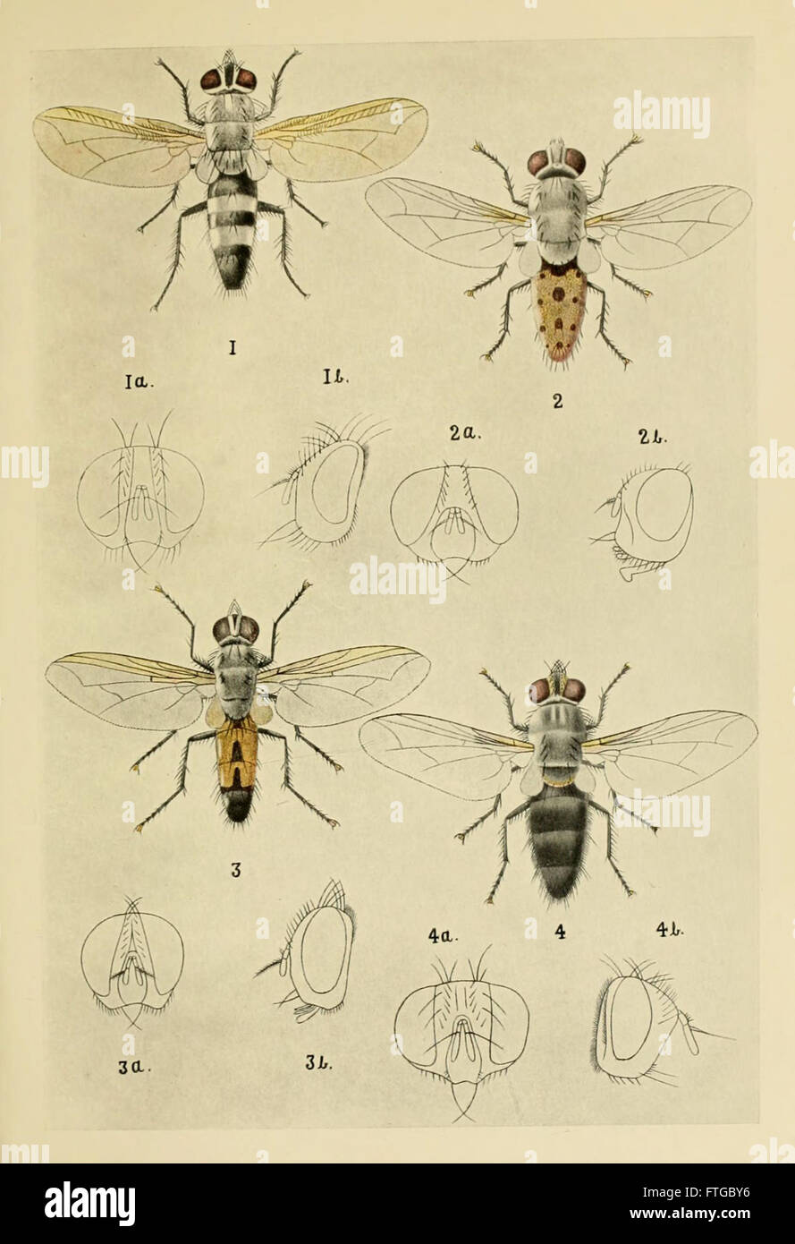 Indian Insect Life (Plate LXVIII) provides detailed illustrations and ...