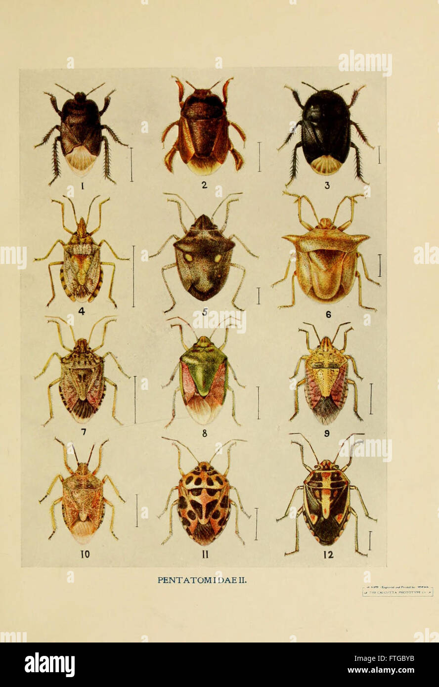 This plate from Indian Insect Life features a detailed illustration of ...