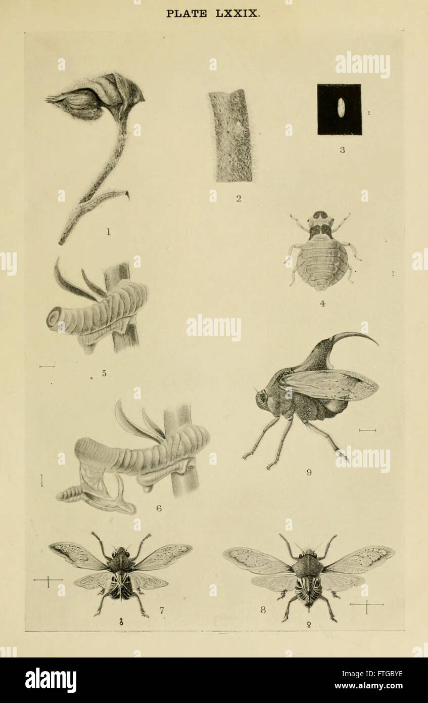*Indian Insect Life* (Plate LXXIX) focuses on the diverse insect ...