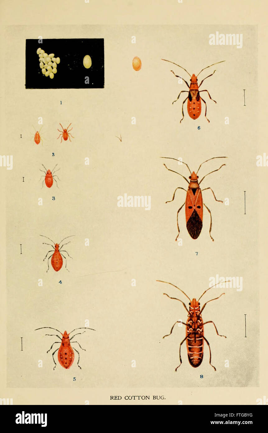 An illustration depicting various insects native to India, from a ...