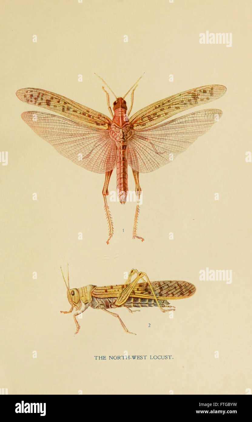 An illustration from 'Indian Insect Life' showing a detailed depiction ...