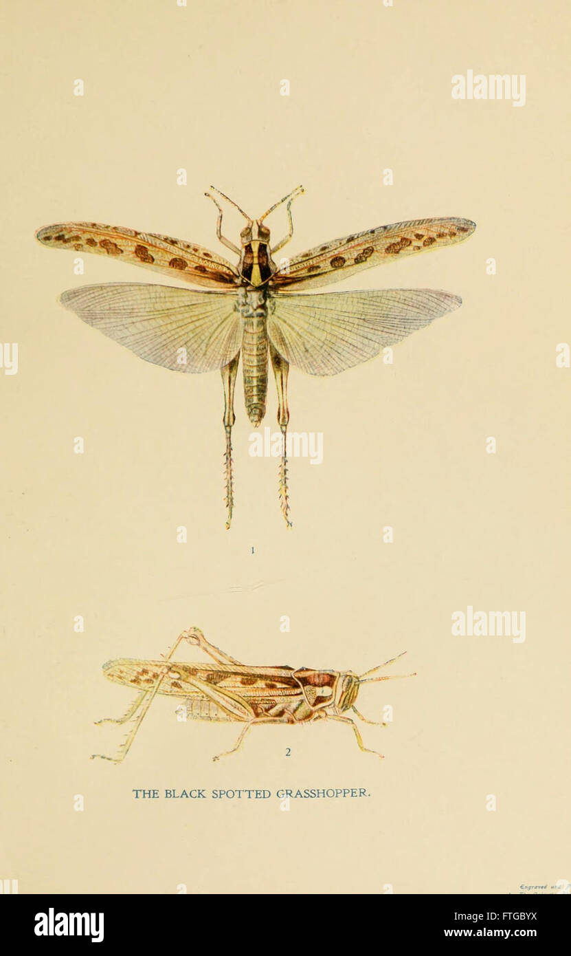 Insect of india hi-res stock photography and images - Alamy