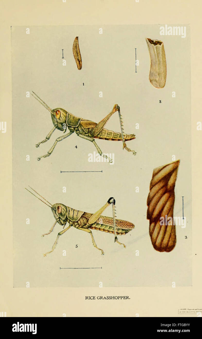 A detailed entomological plate from the publication 'Indian Insect Life ...