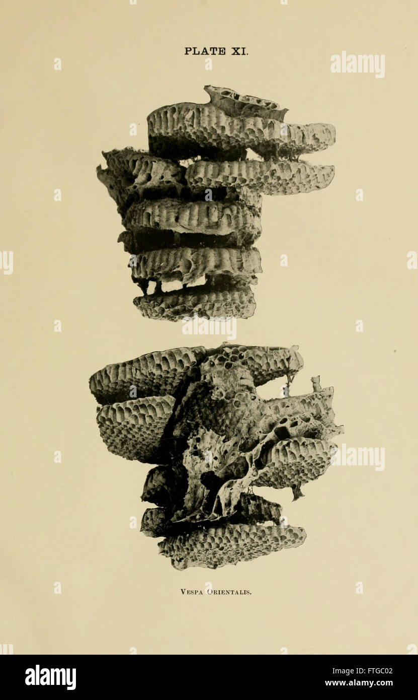 'Indian Insect Life' provides detailed illustrations and descriptions ...
