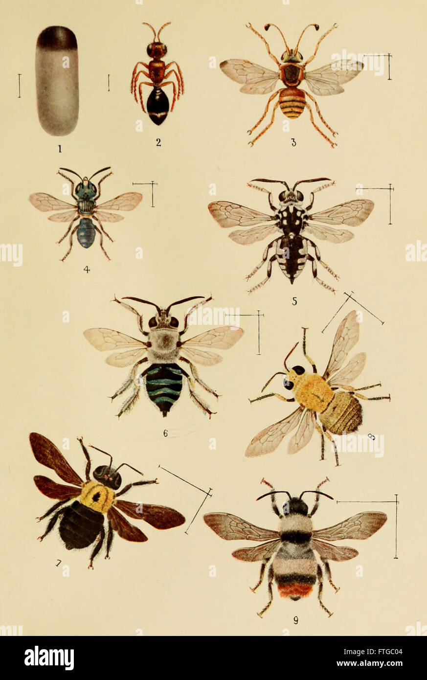 *Indian Insect Life* (Plate XIII) presents a detailed illustration of ...