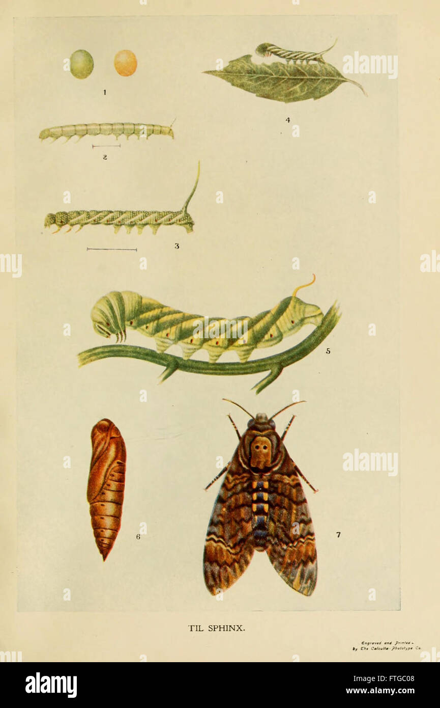 Indian insect life (Plate XL Stock Photo - Alamy