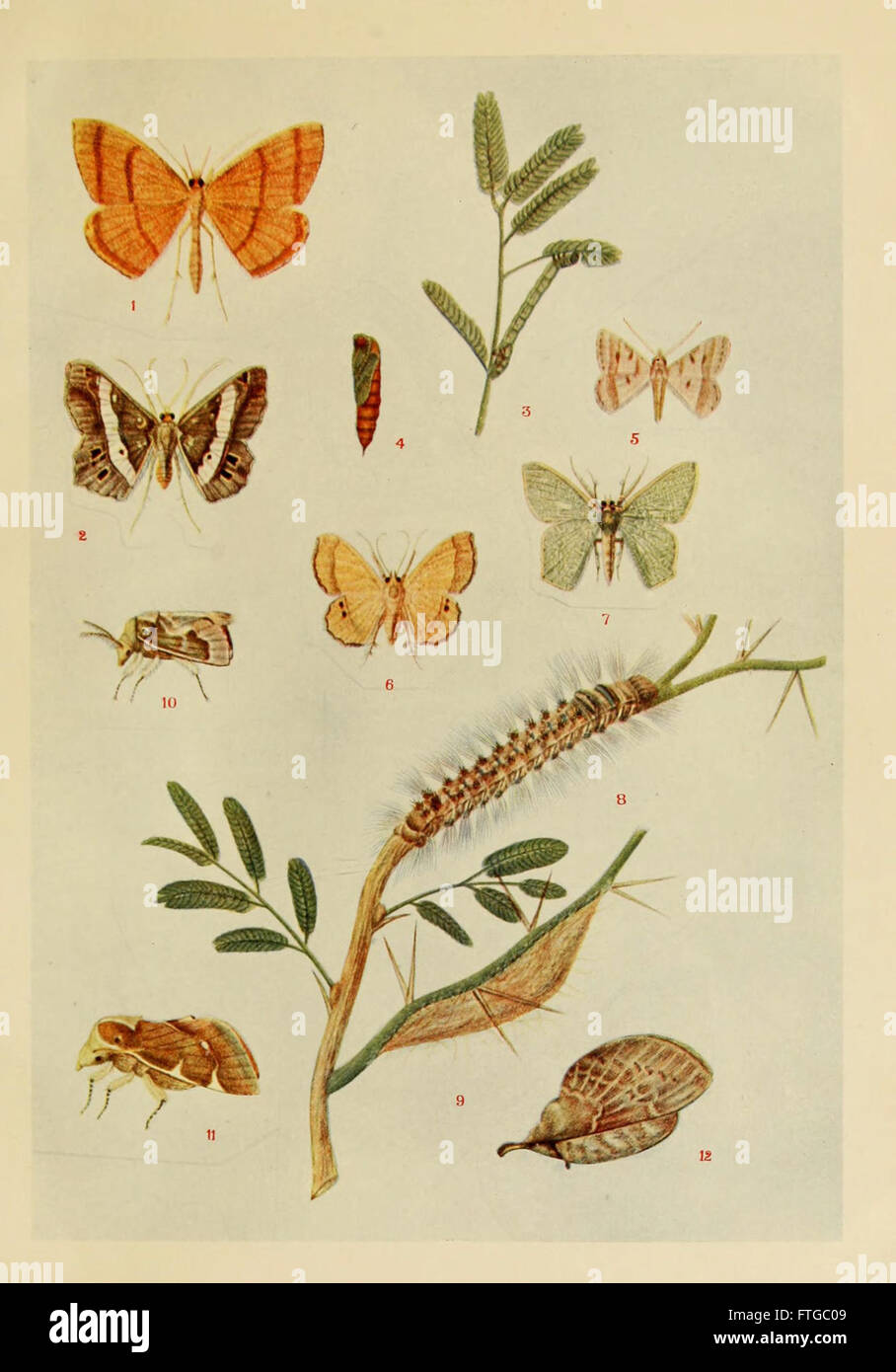 A plate from 'Indian Insect Life', featuring illustrations and ...