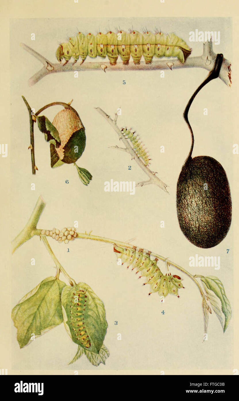 'Indian Insect Life' provides an in-depth look at various insect ...