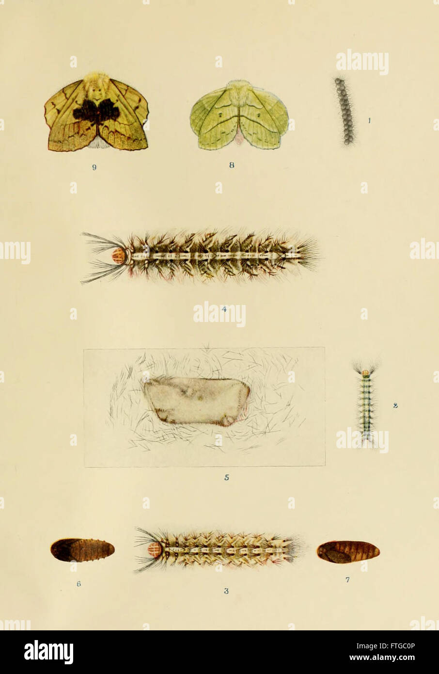 Moths of india hi-res stock photography and images - Alamy