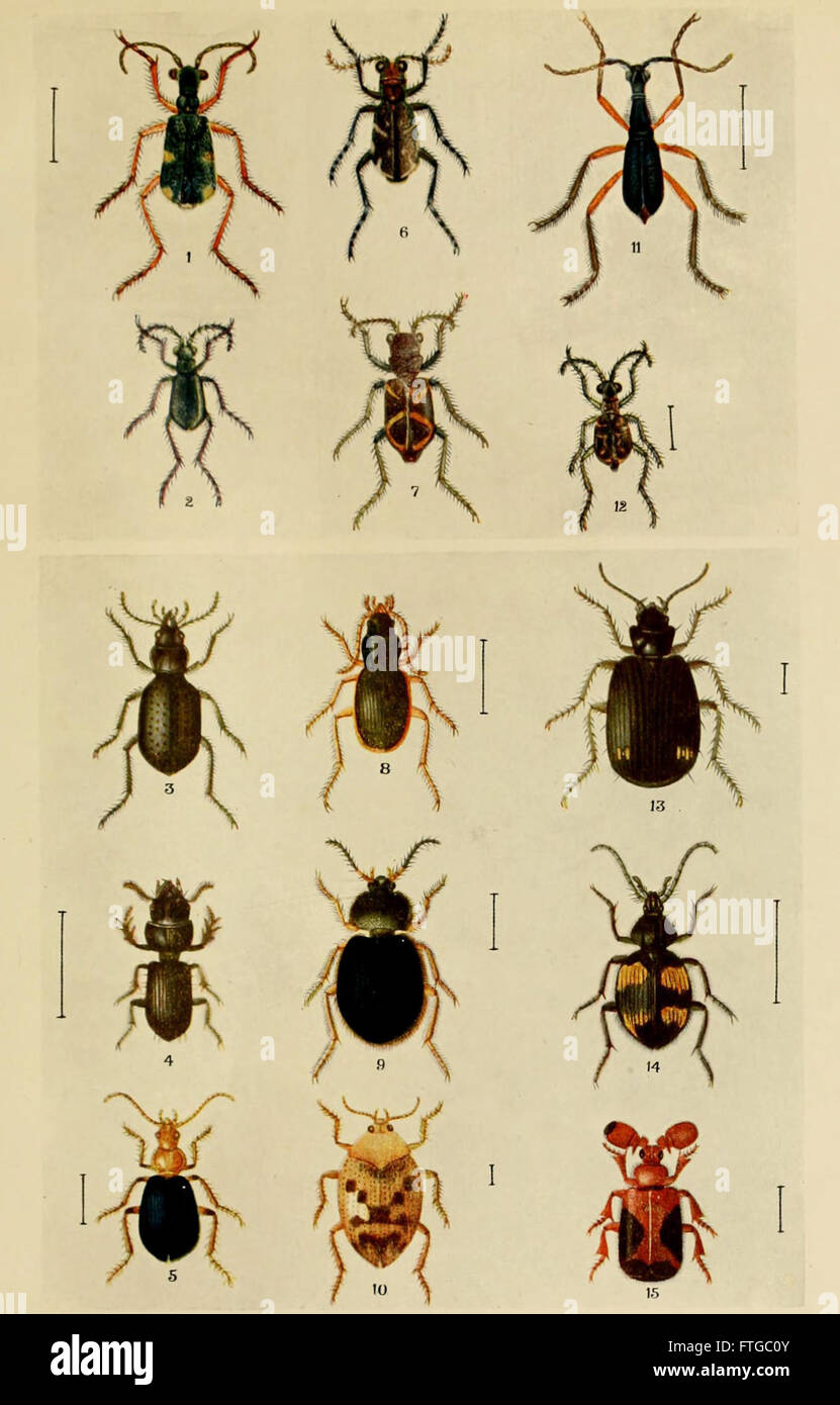 Indian insect life (Plate XVI Stock Photo - Alamy