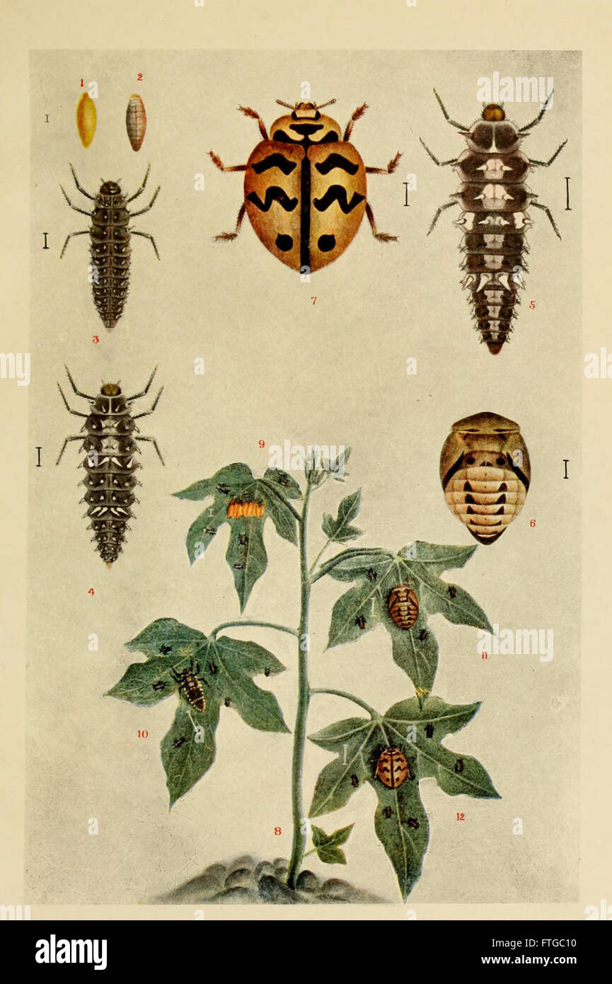 An illustration from 'Indian Insect Life', featuring the diverse insect ...