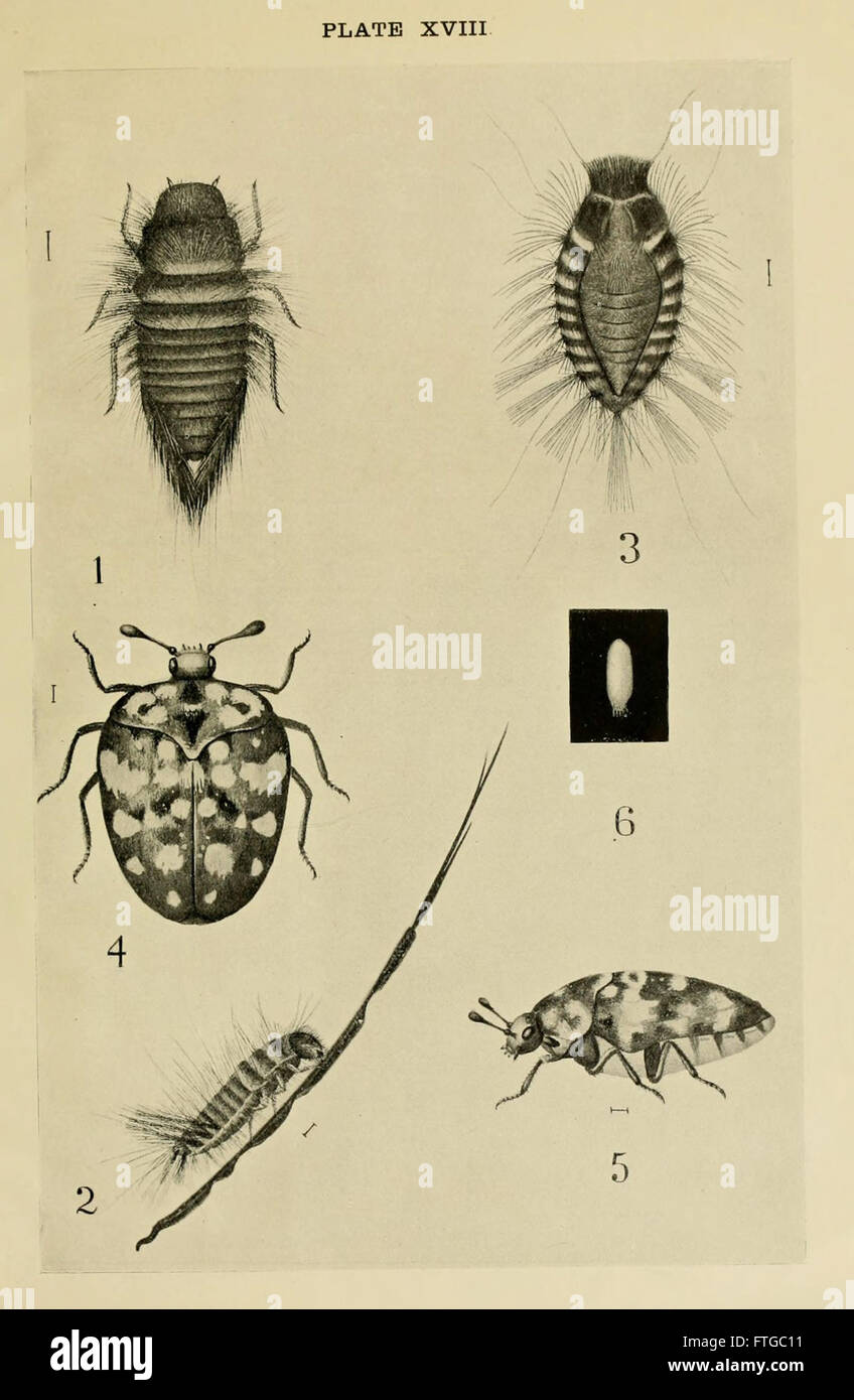 This plate from 'Indian Insect Life' provides detailed illustrations of ...