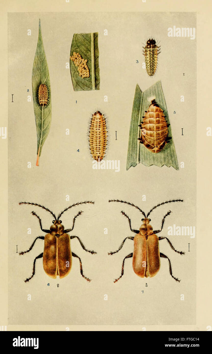 An illustration from 'Indian Insect Life,' showcasing a detailed ...