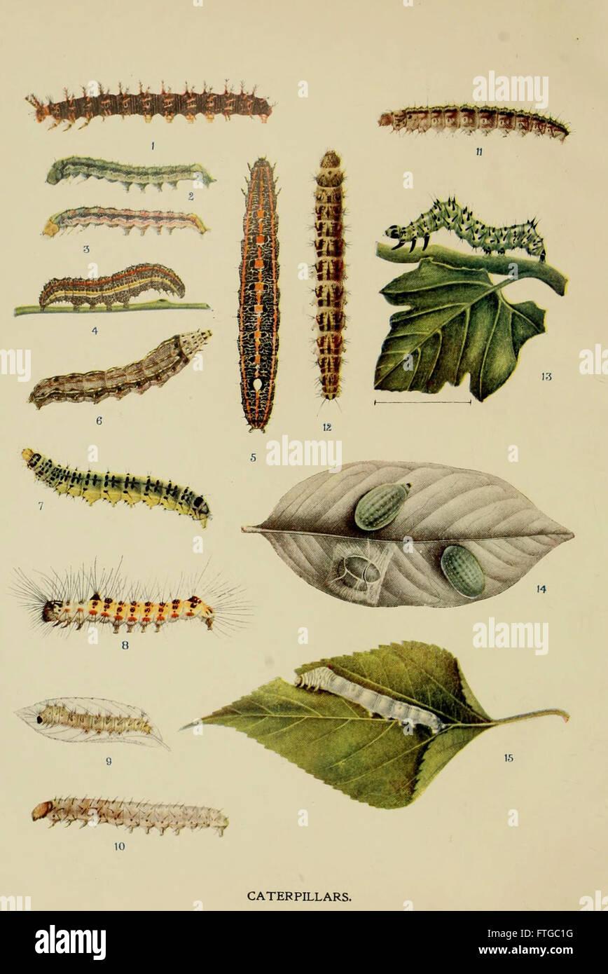 A detailed illustration from 'Indian Insect Life,' showcasing a ...
