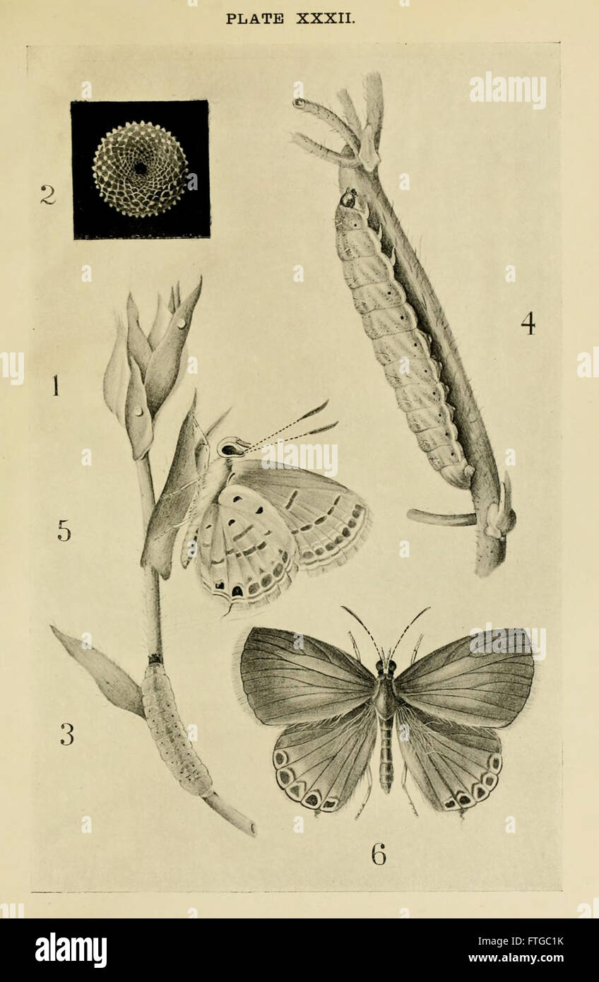 This plate from 'Indian Insect Life' illustrates various species of ...
