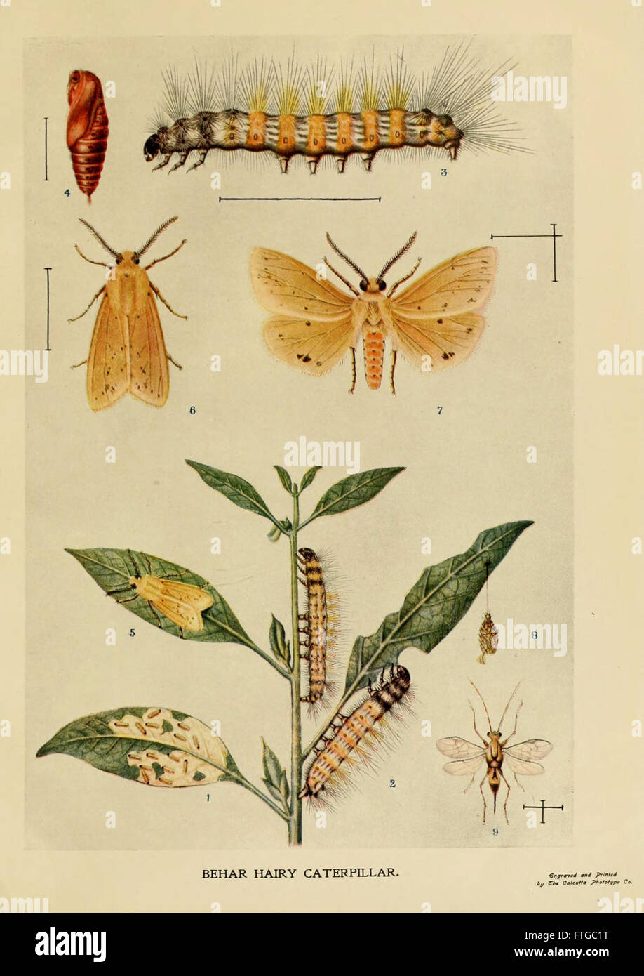 An illustration from a work on Indian insect life, showcasing various ...