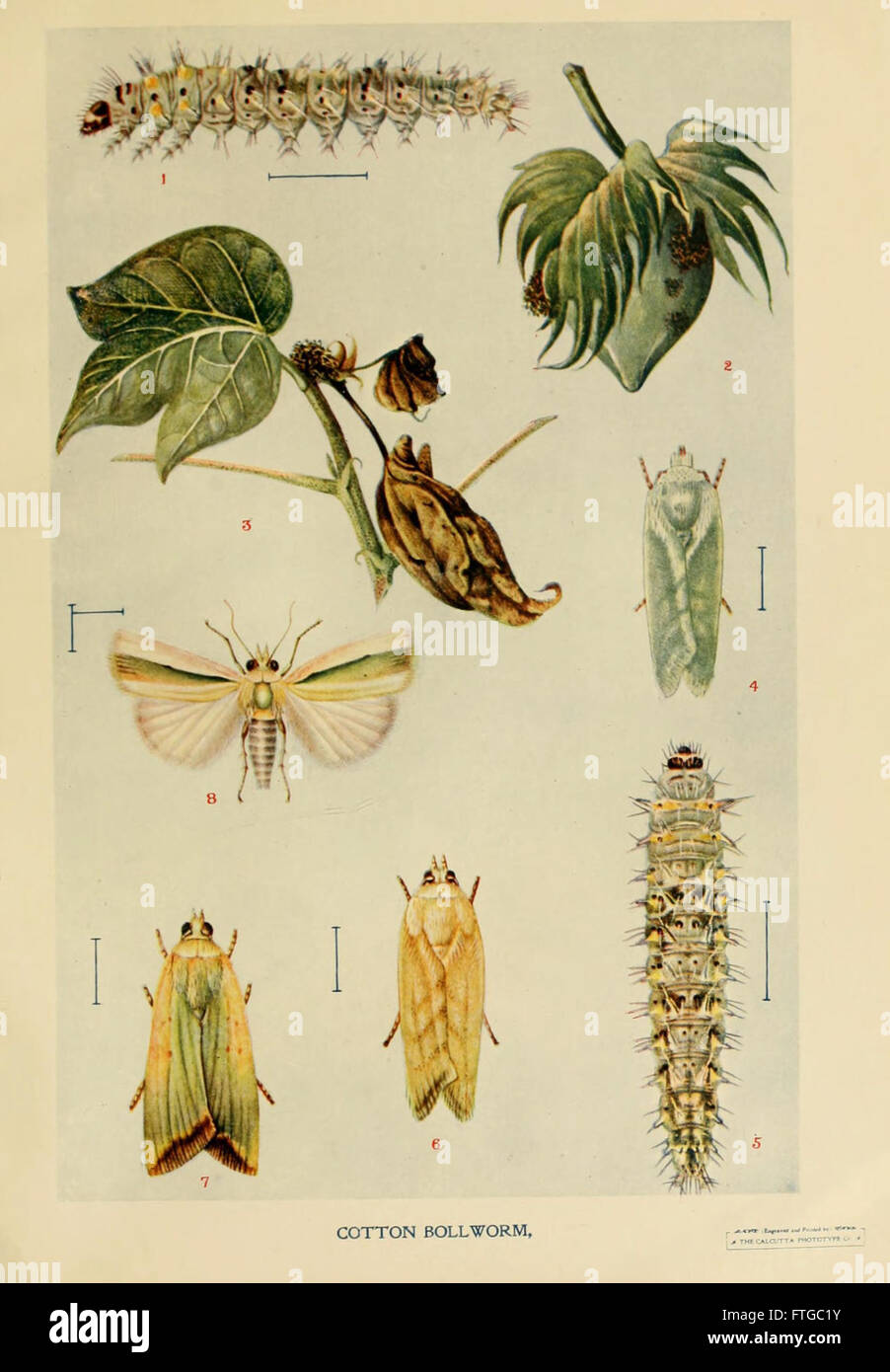 Indian insect life (Plate XXXVIII Stock Photo - Alamy