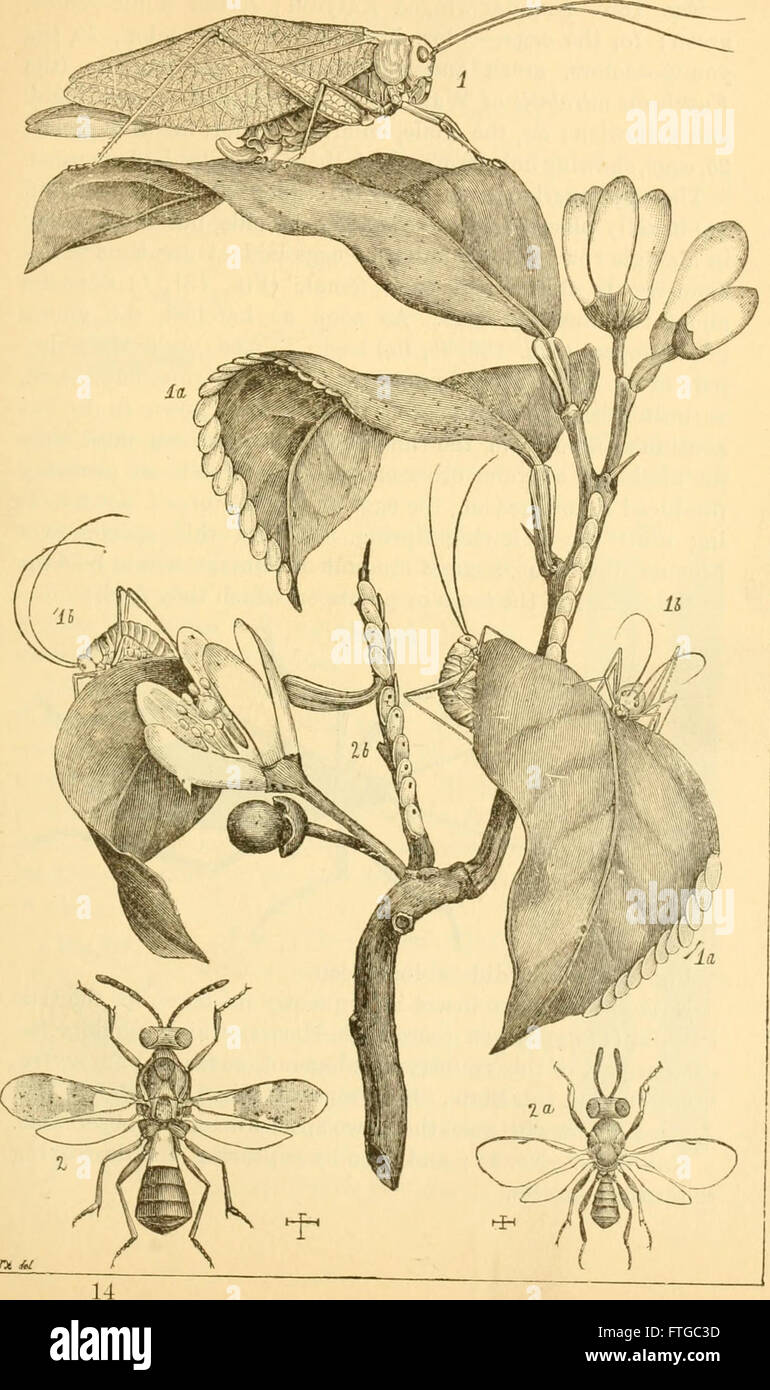 Injurious insects of the orchard, vineyard, field, garden, conservatory ...