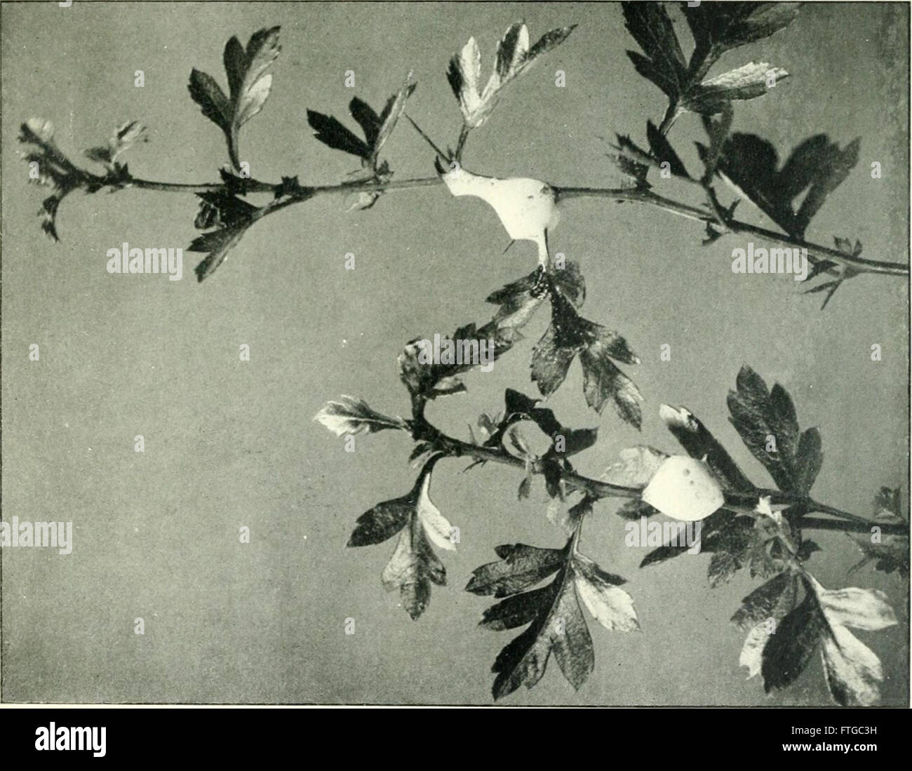 'Insects - Their Life-Histories and Habits' (1913) examines the ...