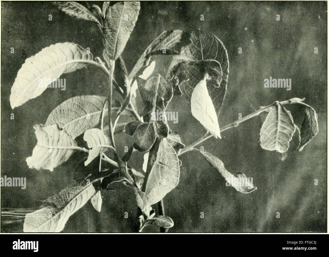 Insect behavior analysis hi-res stock photography and images - Alamy