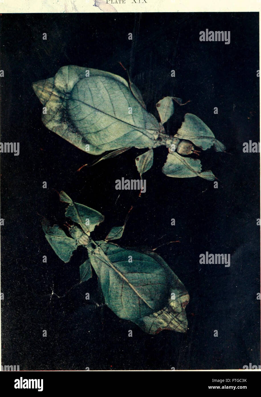 Insects - their life-histories and habits (1913 Stock Photo - Alamy