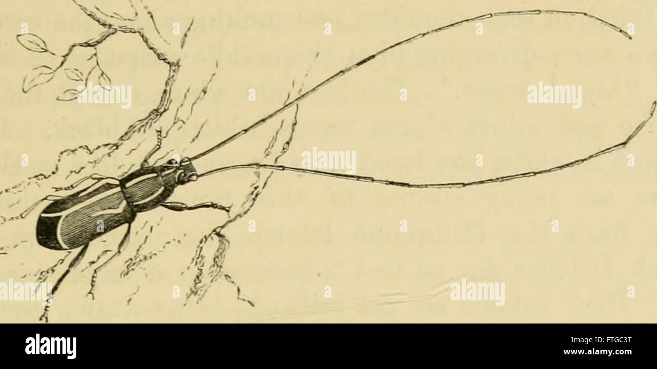 This 1883 book explores foreign insects, detailing their anatomy ...