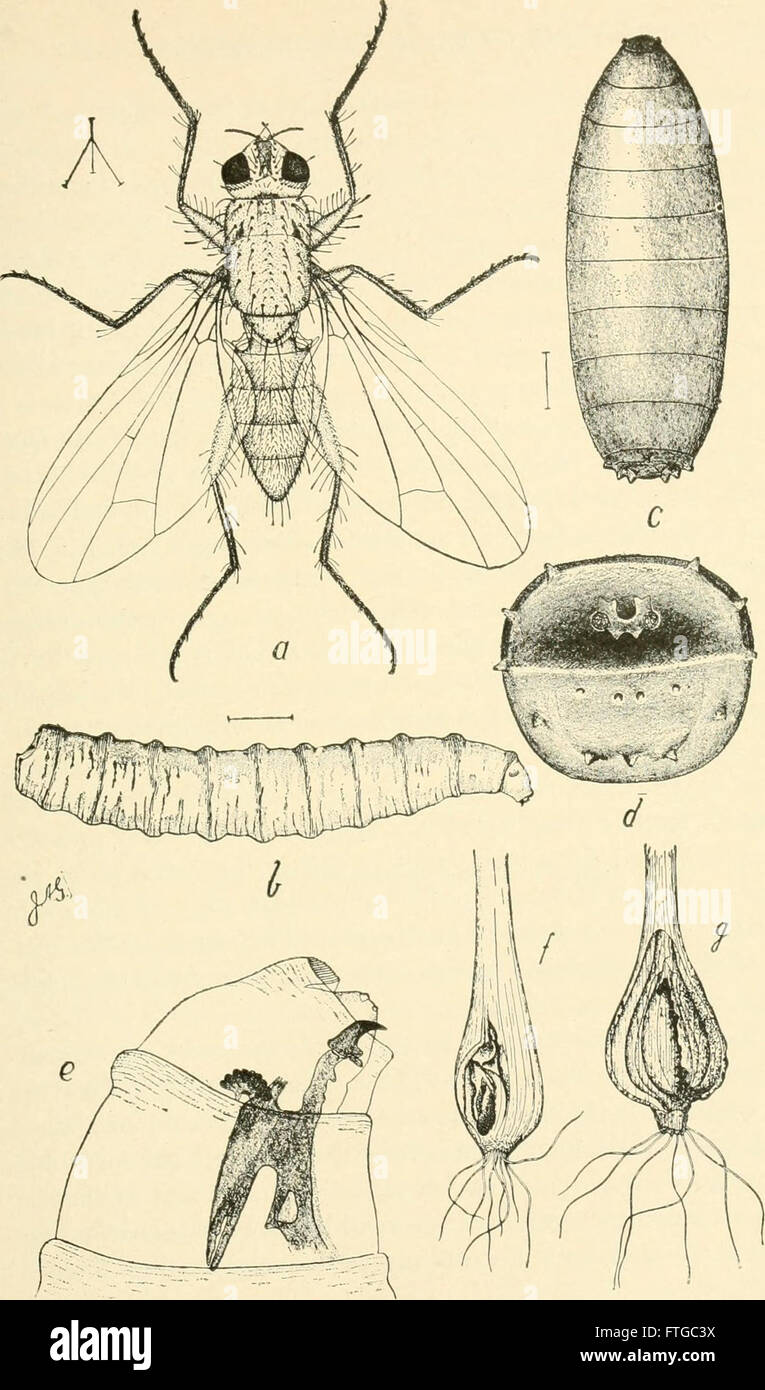 Garden pests identification hi-res stock photography and images - Alamy