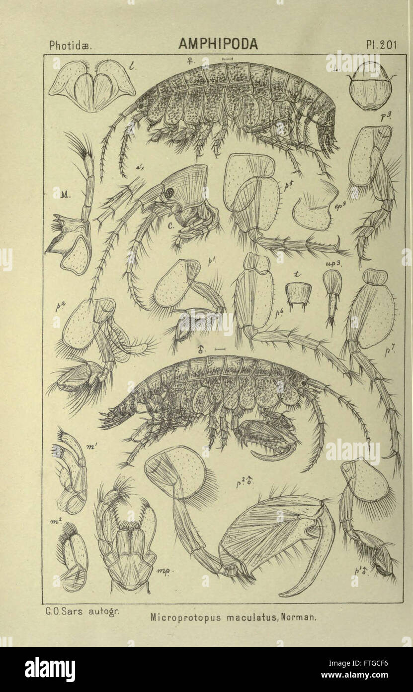 This plate provides detailed illustrations of crustaceans found in ...