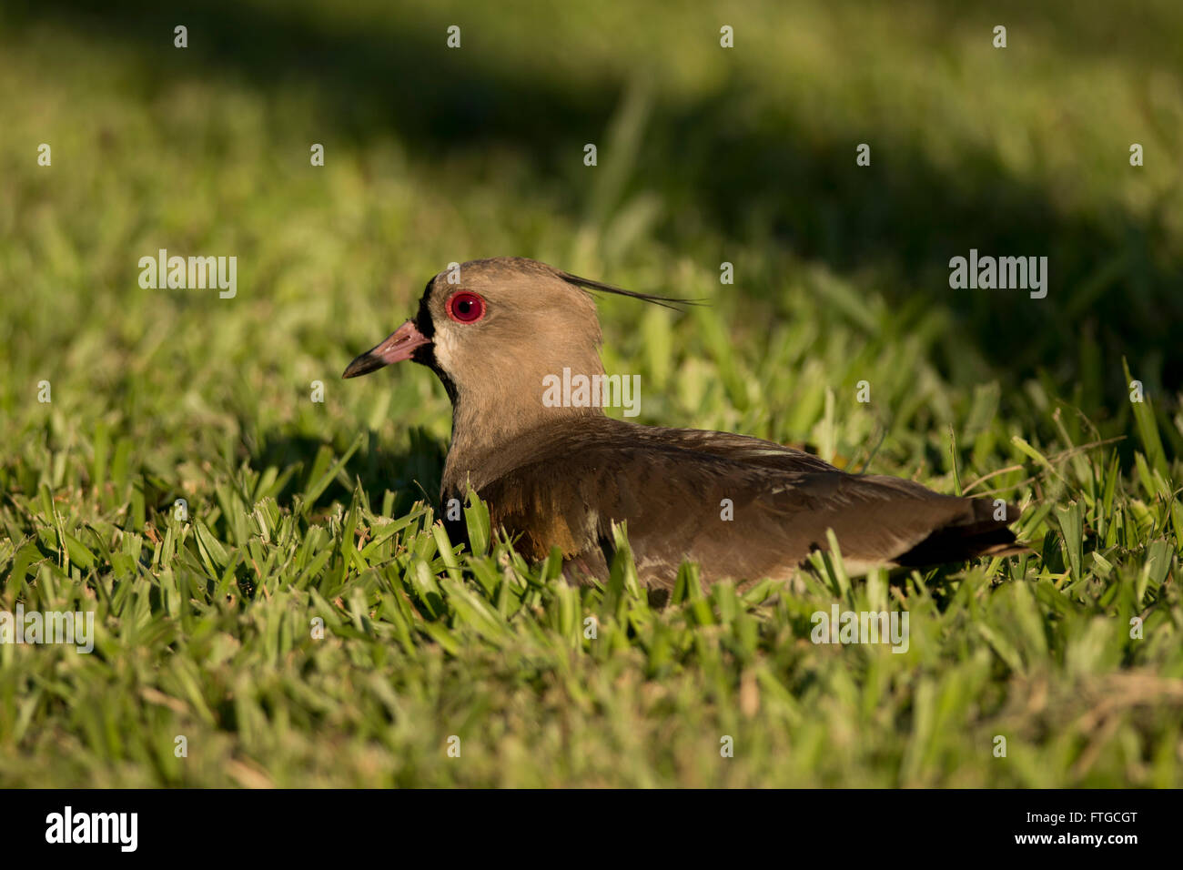 Southern lapwing on the grass. Typical bird of South America, also ...
