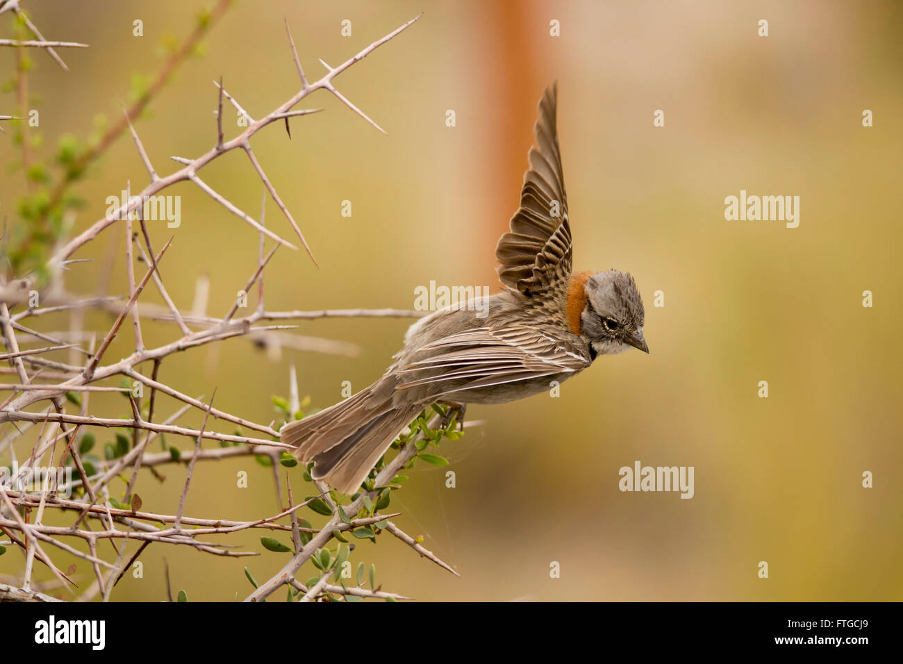 Chingolo hi-res stock photography and images - Alamy